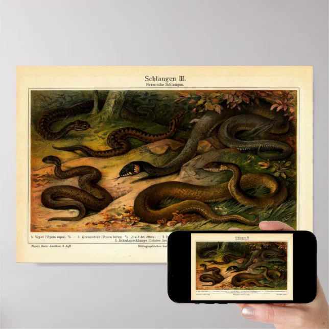 Vintage Reptiles Illustration Poster | Zazzle