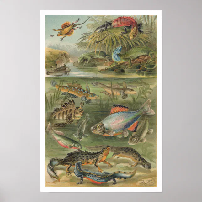 Vintage Reptiles Lizards Fish Poster | Zazzle
