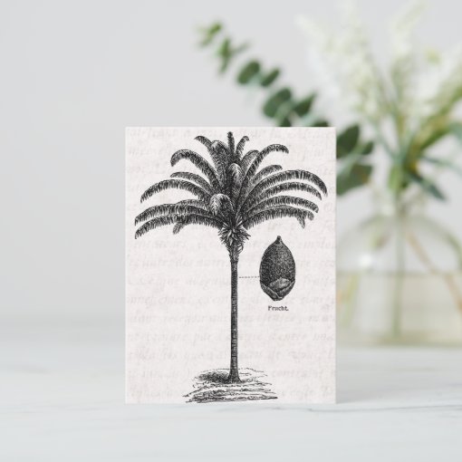 Vintage Retro Brazilian Palm Tree Palms Postcard | Zazzle