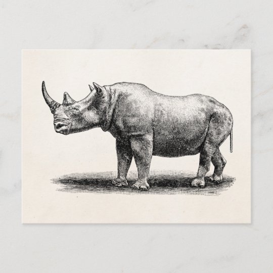 Vintage Rhinoceros Illustration Rhino Rhinos Postcard | Zazzle.com