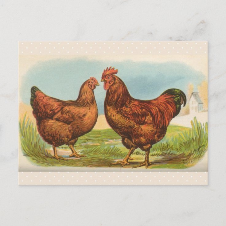 Vintage "Rhode Island Red Chicken" Postcard | Zazzle