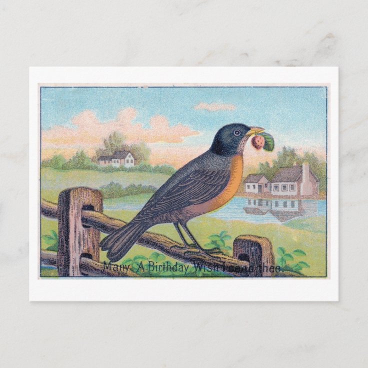 Vintage Robin Birthday Postcard | Zazzle