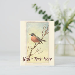 Vintage Robin Postcard | Zazzle