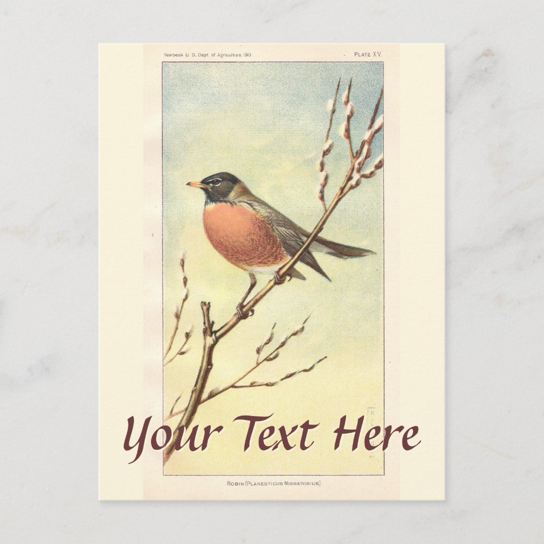 Vintage Robin Postcard | Zazzle