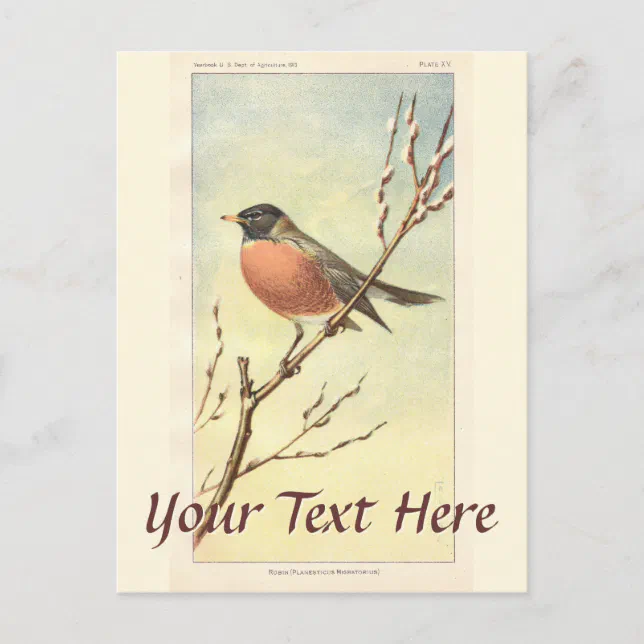Vintage Robin Postcard | Zazzle
