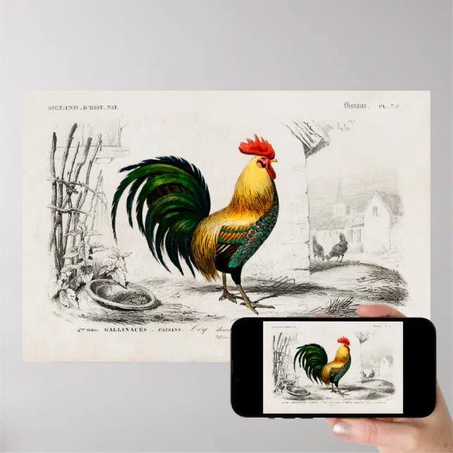 Vintage Rooster Illustration Poster | Zazzle