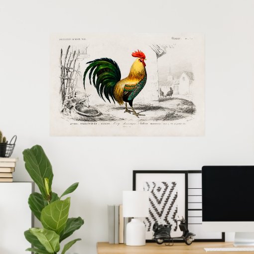 Vintage Rooster Illustration Poster | Zazzle