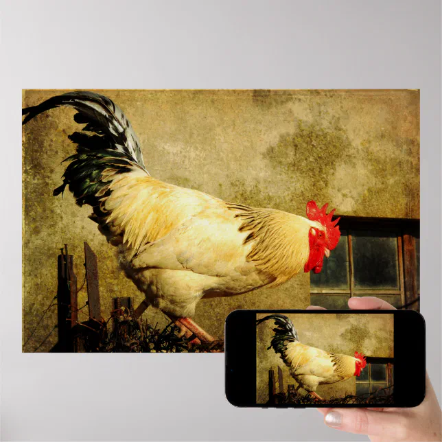 Vintage Rooster Poster | Zazzle