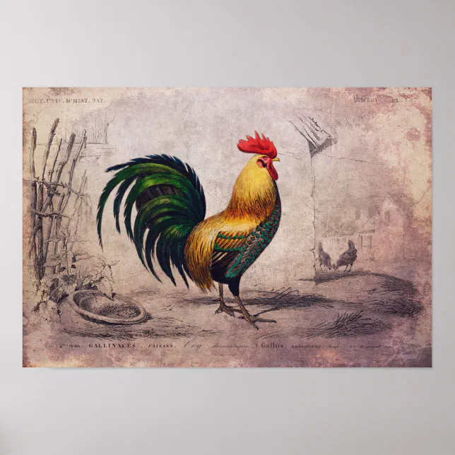 Vintage Rooster Poster or Decoupage Paper | Zazzle
