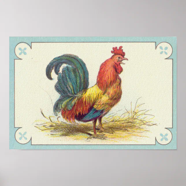 Vintage Rooster Print | Zazzle
