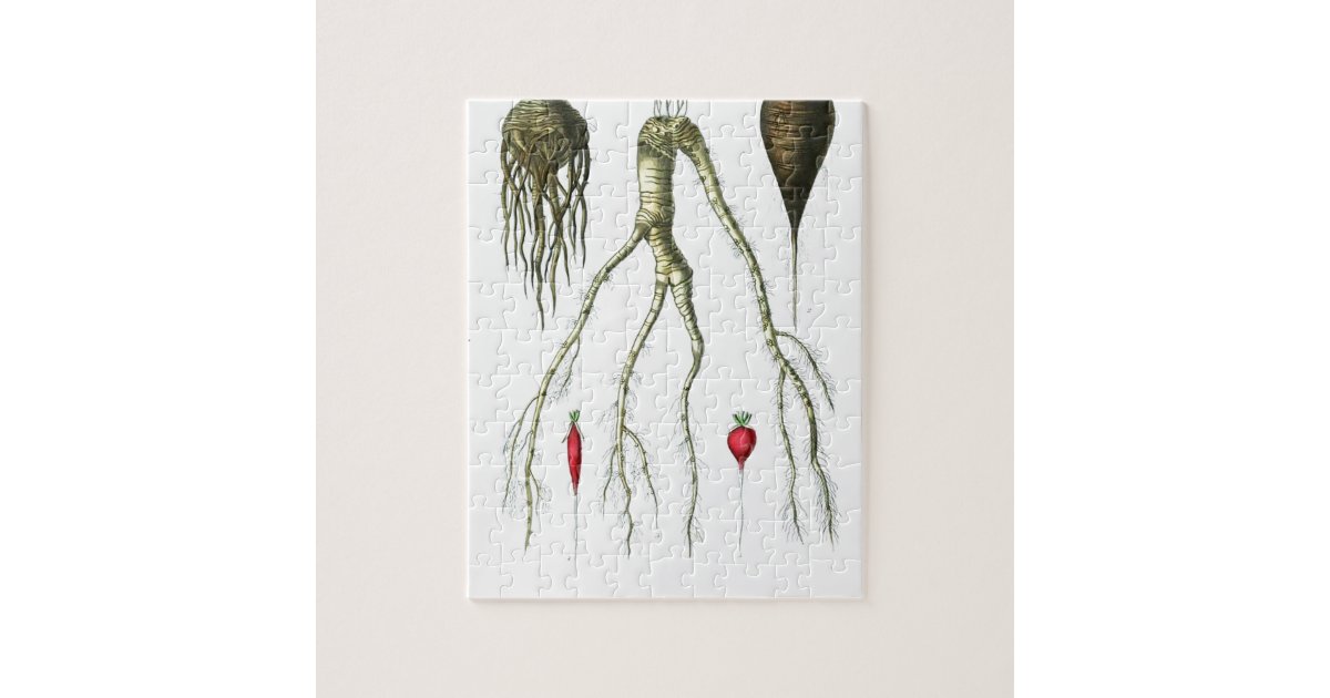 Vintage Root Vegetables Botanical Print Jigsaw Puzzle | Zazzle