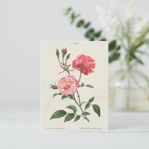Vintage Rosa Flowers Postcard | Zazzle