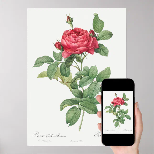 Vintage Rose Illustration Poster | Zazzle