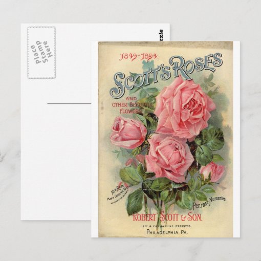 Vintage Rose Postcard | Zazzle