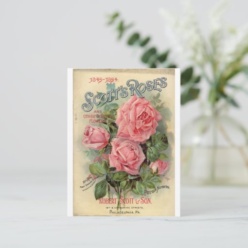 Vintage Rose Postcard | Zazzle