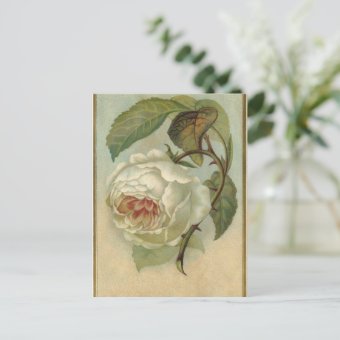 Vintage Rose Postcard | Zazzle