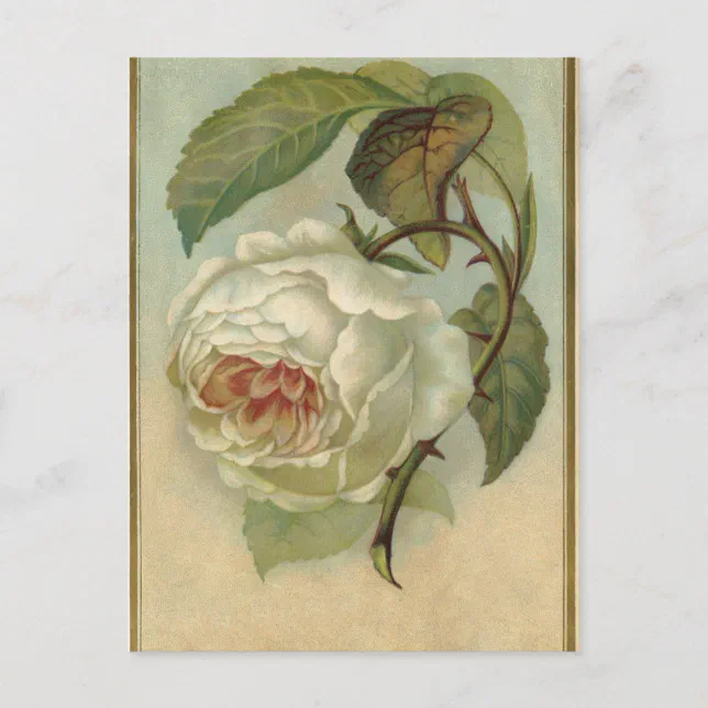 Vintage Rose Postcard | Zazzle