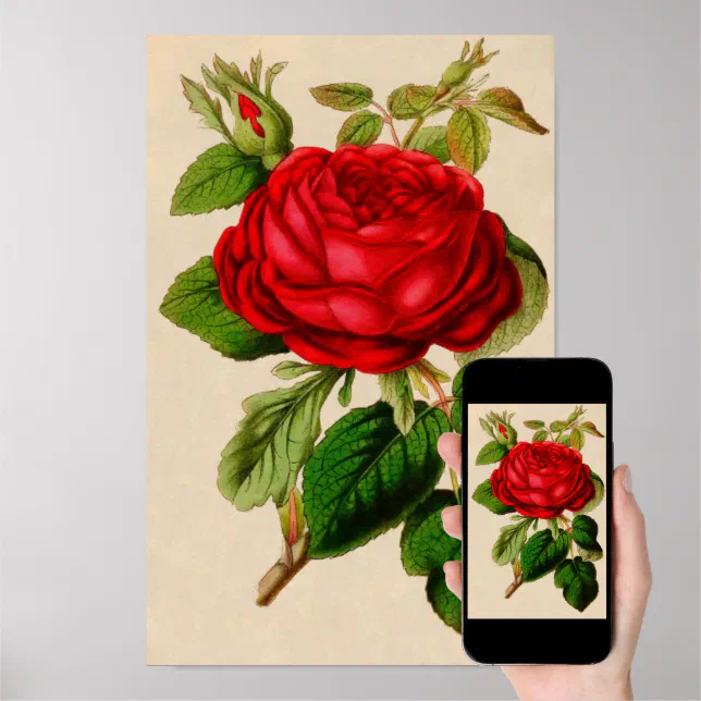 Vintage Rose Poster | Zazzle
