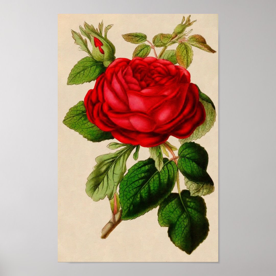 Vintage Rose Poster | Zazzle
