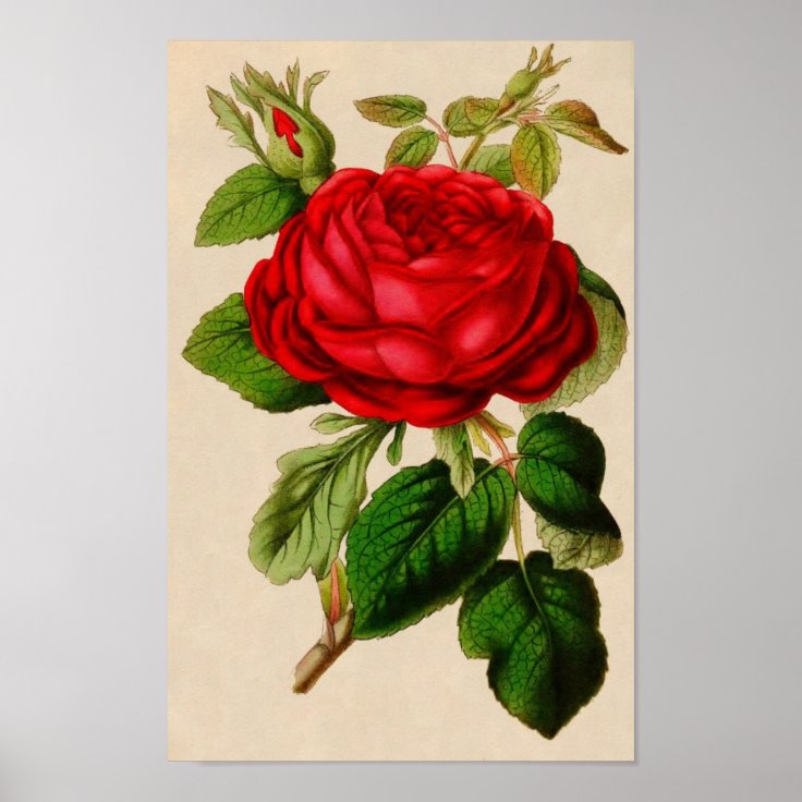 Vintage Rose Poster | Zazzle
