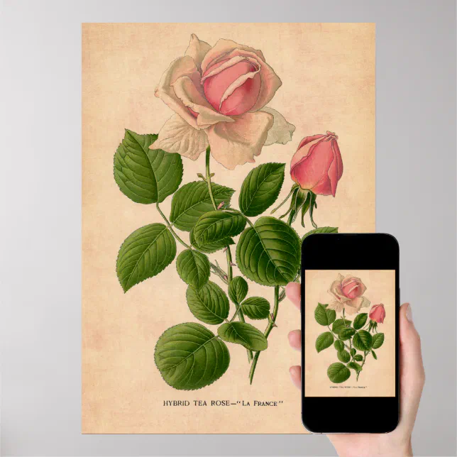 Vintage Rose Print Poster | Zazzle