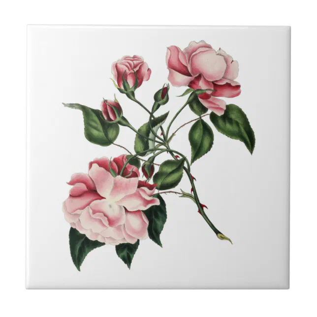 Vintage Rose Tile | Zazzle
