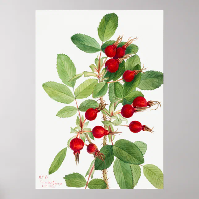 Vintage Rosehip Illustration Poster | Zazzle