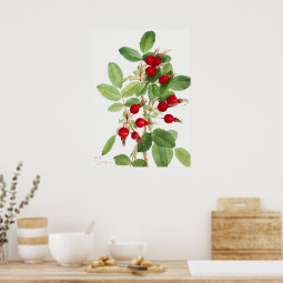 Vintage Rosehip Illustration Poster | Zazzle