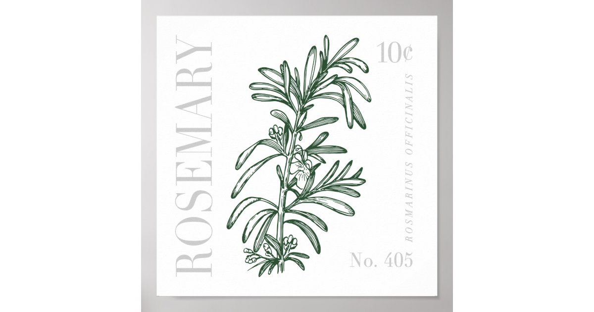 Vintage Rosemary Poster | Zazzle