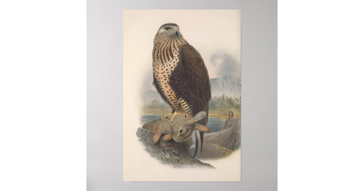 Vintage Rough Legged Buzzard Bird Poster | Zazzle