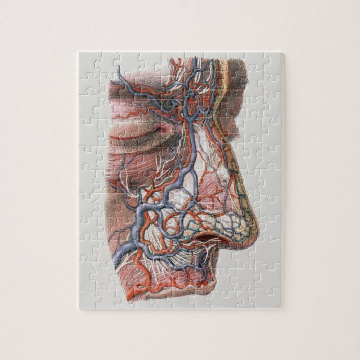Vintage Science Human Anatomy, Face with Nose Jigsaw Puzzle | Zazzle.com