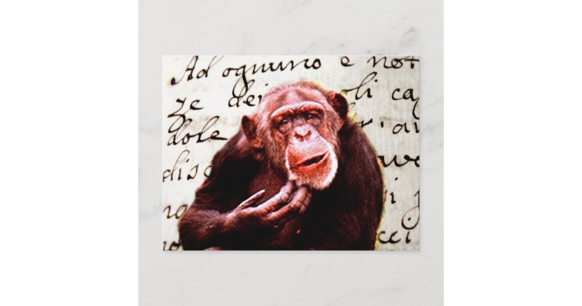 vintage scripts funny Chimpanzee Postcard | Zazzle