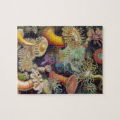 Vintage Sea Anemones, Actiniae by Ernst Haeckel Jigsaw Puzzle | Zazzle