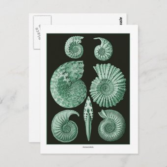 Vintage Sea Life Illustration Postcard | Zazzle