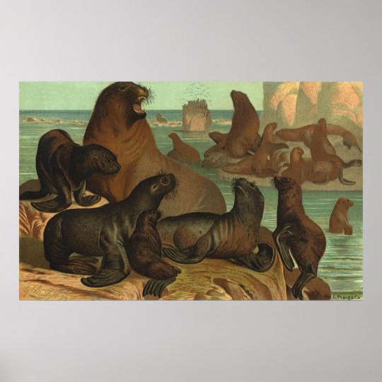 Vintage Sea Lions on the Beach, Marine Life Animal Poster | Zazzle.com