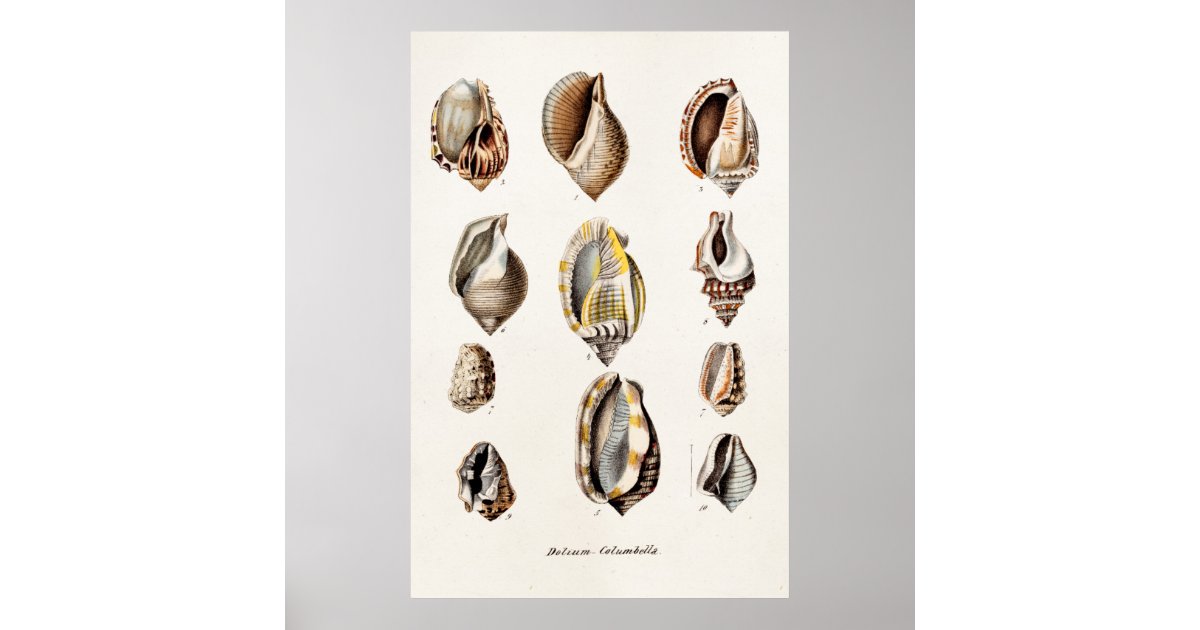 Vintage Sea Shells Personalized Retro Berge Shell Poster | Zazzle