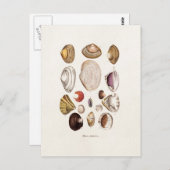 Vintage Sea Shells Personalized Retro Clam Shell Postcard | Zazzle