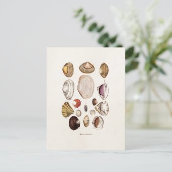 Vintage Sea Shells Personalized Retro Clam Shell Postcard | Zazzle