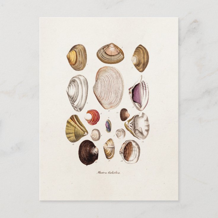 Vintage Sea Shells Personalized Retro Clam Shell Postcard | Zazzle