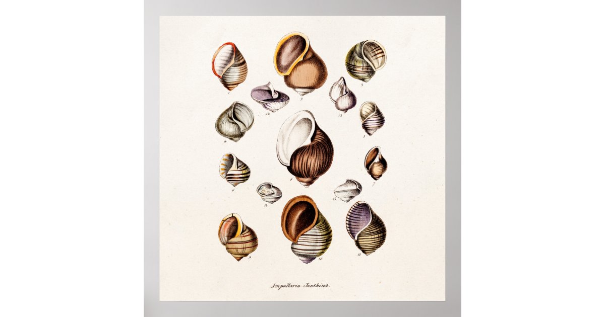 Vintage Sea Shells Personalized Retro Snail Shell Poster | Zazzle