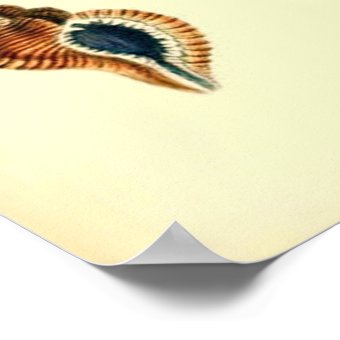 Vintage Sea Shells Poster | Zazzle