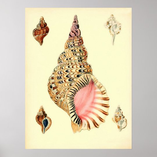 Vintage Sea Shells Poster | Zazzle.com