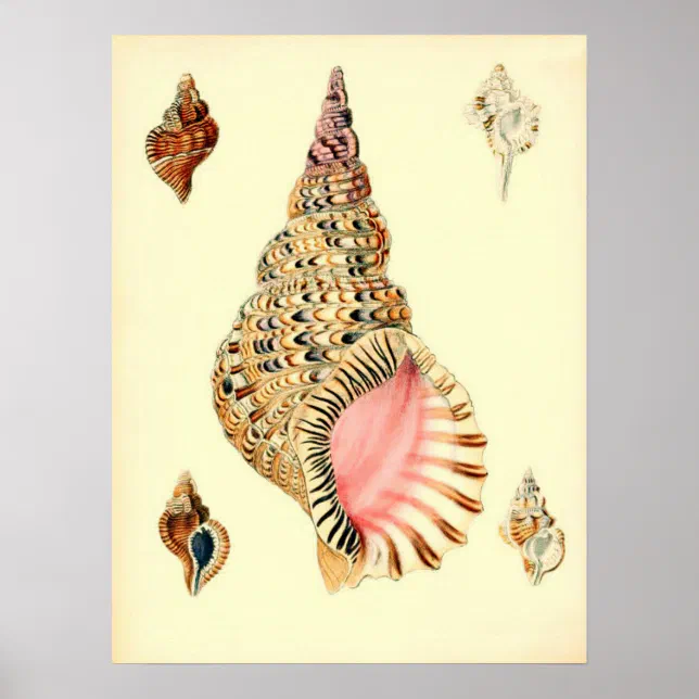Vintage Sea Shells Poster | Zazzle