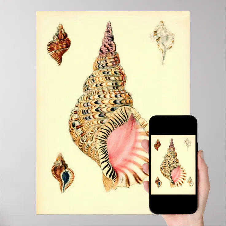 Vintage Sea Shells Poster | Zazzle