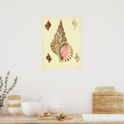 Vintage Sea Shells Poster | Zazzle