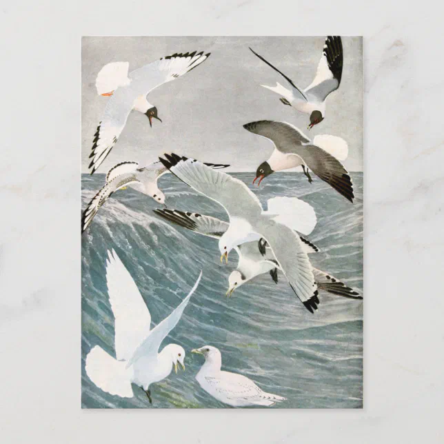 Vintage Seagull Ocean Bird Beach Summer Seaside Postcard | Zazzle