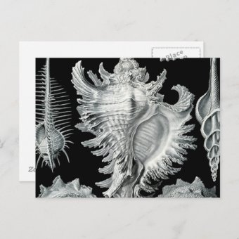 Vintage Seashell Print Postcard | Zazzle