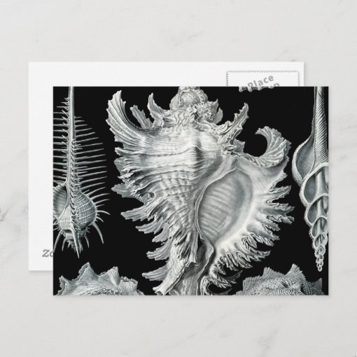 Vintage Seashell Print Postcard | Zazzle