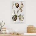 Vintage Seashells Illustration Poster | Zazzle
