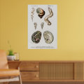 Vintage Seashells Illustration Poster | Zazzle